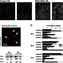 TBCC depletion leads to mitotic failure and apoptosis.