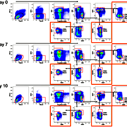 Cell sorting scheme.
