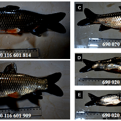 Morphology of ENU-treated F1 fish after eight months of rearing.