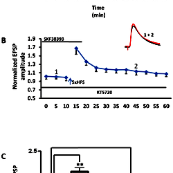 Facilitation of LTP by GBR12783 and SKF38393 are dependent on ...