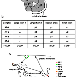 Overview of AP complexes.