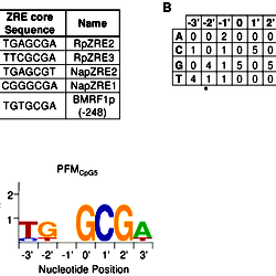 Position Frequency Matrix (PFM) of CpG containing ZREs (PFMCpG5).