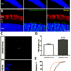 Immunodetection of endogenous CEP250 in mouse retinal cryosections.