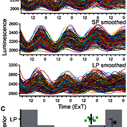 Peak time of PER2::LUC expression is similar in anterior and posterior ...