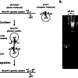 Integration of the MccH47 genetic system.
