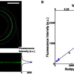 Calibration of GUV confocal fluorescence.