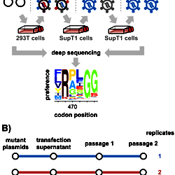 Deep mutational scanning workflow.