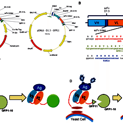 Split-GFP labeling of scFvs.