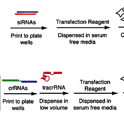 Workflows for arrayed screening in microplate format.