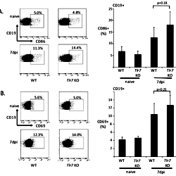 B cells upregulate CD86 and CD69 independently of TLR7.