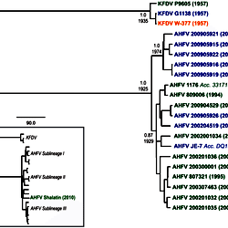 AHFV and KFDV full-length genome phylogeny.