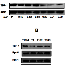 Characterization of TBP-1 silenced clones.