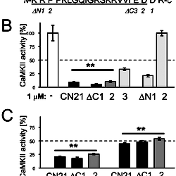 CN19 is the minimal CaMKII inhibitory region of CaM-KIINα with full potency.