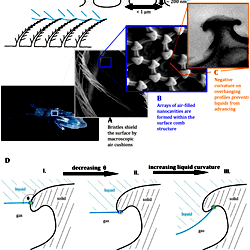 Three levels of protection - the anti-wetting skin morphology of ...