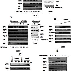 TBP-1 is a downstream target of Akt activation.
