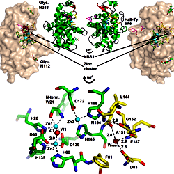 Overview of the structure of S1 nuclease.