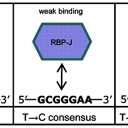 Schematic overview of RBP-J binding motifs in vitro.