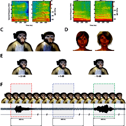 Stimuli and Task structure for monkeys and humans.
