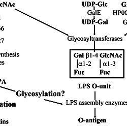 Schematic representation of key steps of the PA and LPS biosynthesis ...