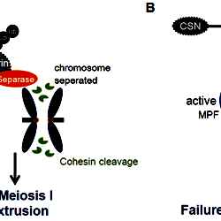 A schematic diagram depicting the proposed role of CSN in the control ...