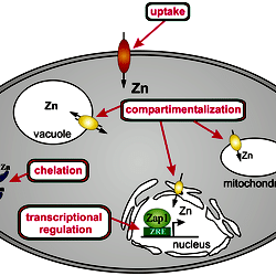 Summary of mode of action.