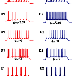 Mechanisms behind initial bursts and regular spiking.