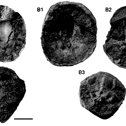 Photograph of the different nodules.