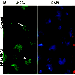 Effects of HP1a depletion on focal movement.