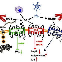 A model depicting the involvement of DA/DAR system in adipocyte functions.
