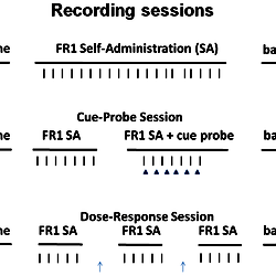 Diagram of recording sessions.