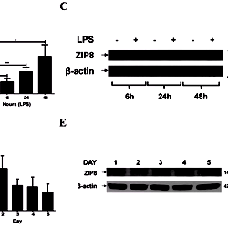ZIP8 is constitutively present and highly inducible by LPS in human ...