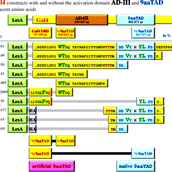 The activation domain AD-III did not activate transcription.