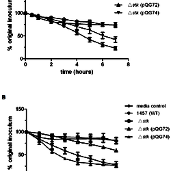 Impact of Stk on cell wall-related phenotypes.