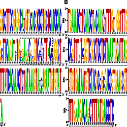 Intraspecific Variation and Phylogenetic Relationships Are Revealed by ...