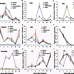 Validation of the most and least stable reference genes for the ...