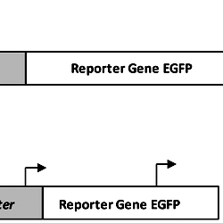 Diagrams depicting the GFP-P564 and Ca9-GFP molecular construct.