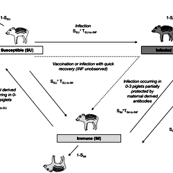Construction of the Jolly Movement model (JMV) using the individual ...