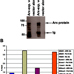 Assessment of the specificity of the ChIP protocol.