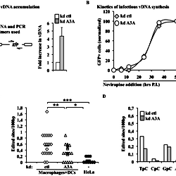 A3A impacts the accumulation of vDNA, but not the kinetics of reverse ...
