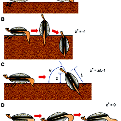 Definition of burrowing behavior for Ruditapes philippinarum and Donax ...