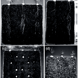 Photographs of the microcosm experiment.
