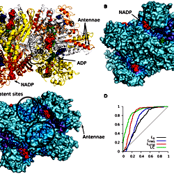 Analysis of bovine glutamate dehydrogenase (BGDH) using LLF10.