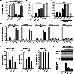 dAlk interacts with dNf1 to control pupal size and ERK activation.