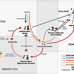 Schematic of the plague cycle with small mammals as hosts and fleas as ...