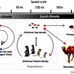 Illustration of the abiotic environment impact on the plague cycle as a ...