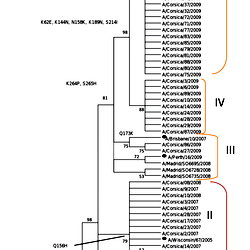 Phylogenetic tree of the HA domain of the A/H3N2 strains from Corsica ...
