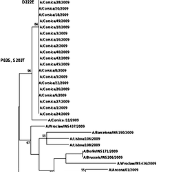 Phylogenetic tree of the HA domain of the A/H1N1 pdm strains from ...