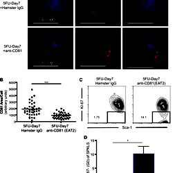 CD81 monoclonal antibody triggers early cell cycle exit.