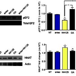 NNAT translation in synaptoneurosomes is regulated by EF2 phosphorylation.