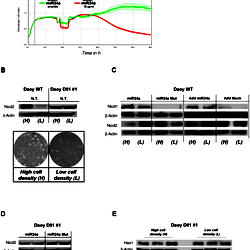 Opposite effects of MiR-34a on Notch1 and Notch2 receptors throw the ...